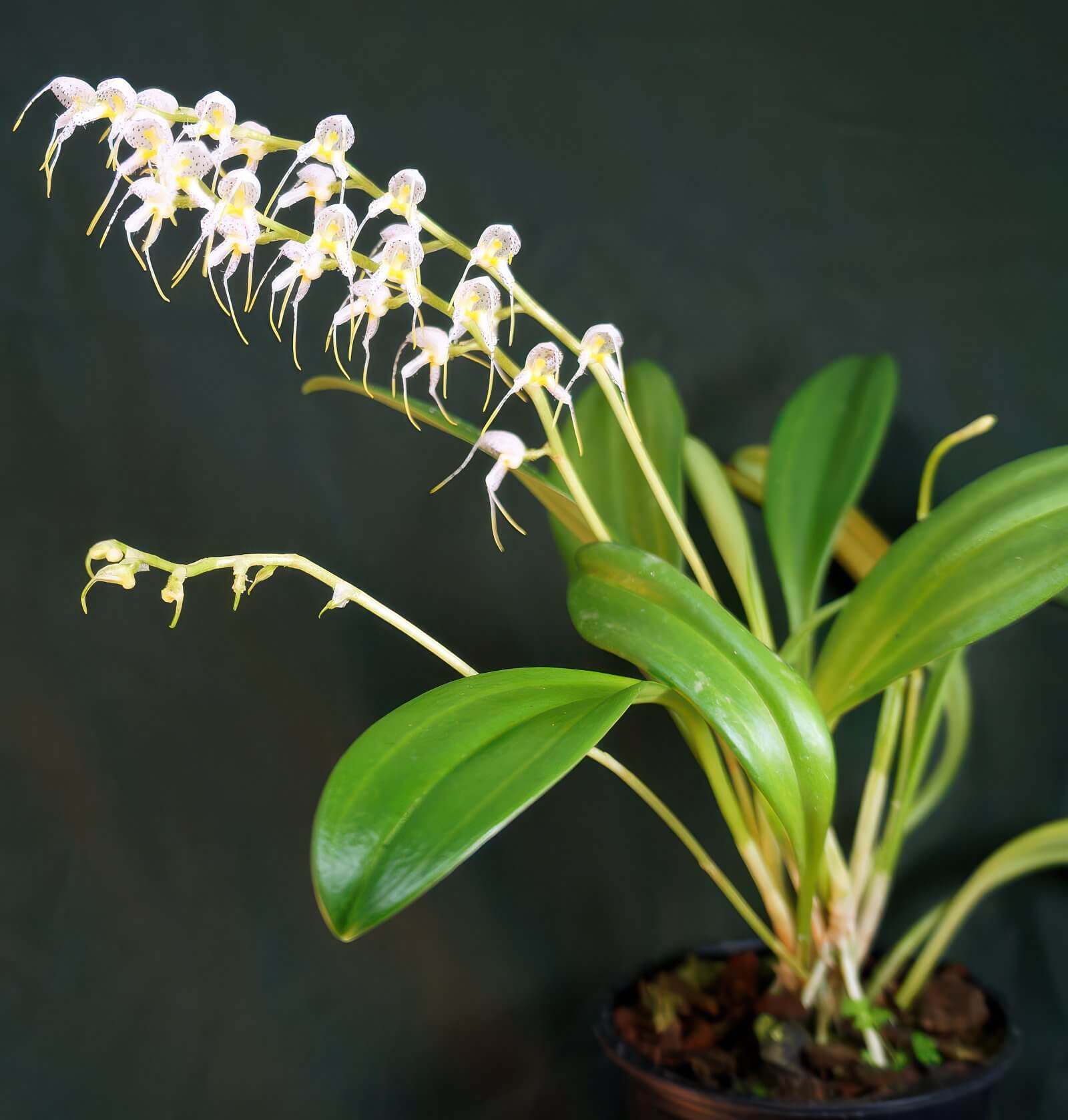 Masdevallia bulbophyllopsis - Großräschener Orchideen